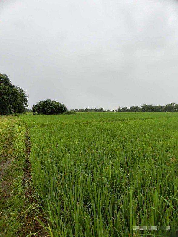1 Hectare Residential Farm Lot For Sale Philippines [661 Properties ...
