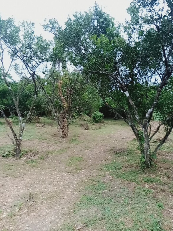 Foreclosed Farm Lot For Sale Quezon [49 Properties] (May 2023) on ...