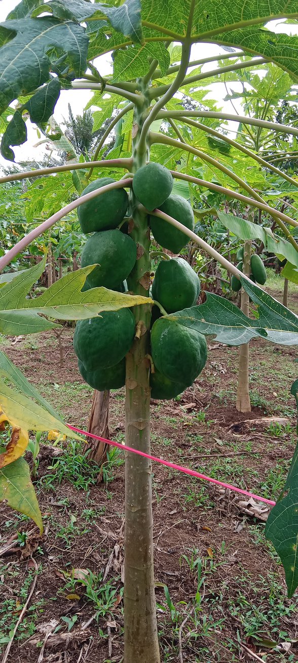 Halamang Punong Kahoy [66 Properties] (June 2023) on OnePropertee.com