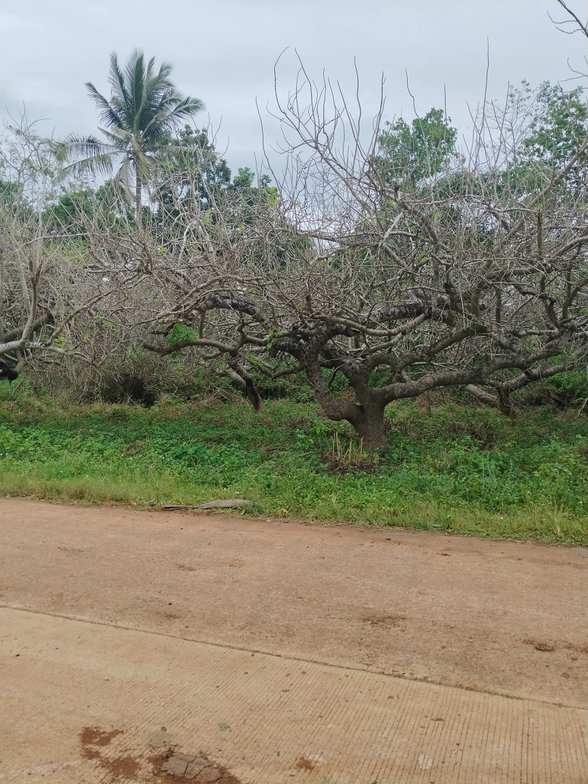 Raw Land For Sale Gitagum Misamis Oriental [13 Properties] (August 2025 ...