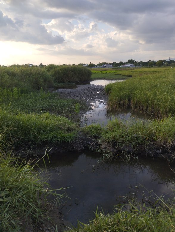 Farm Lot For Sale Asingan Pangasinan [157 Properties] (April 2025) on ...