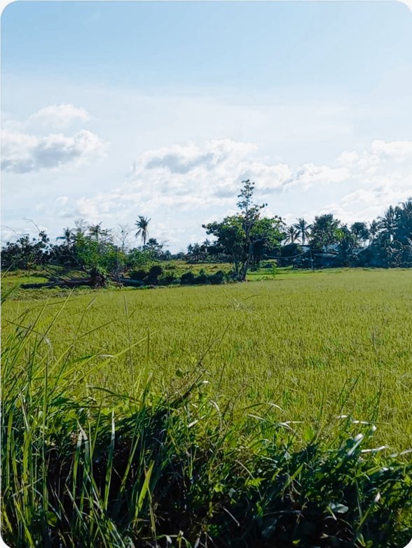 Agricultural Farm Lot For Sale Ubay Bohol [50 Properties] (June 2025 ...