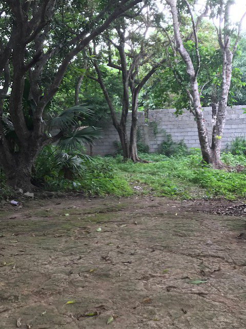 Argao Tree In The Philippines [25,025 Properties] (September 2025) on ...