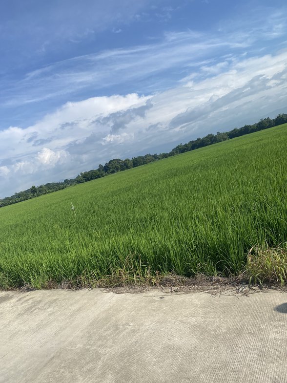 Agricultural Farm Lot For Sale Tayug Pangasinan [132 Properties ...