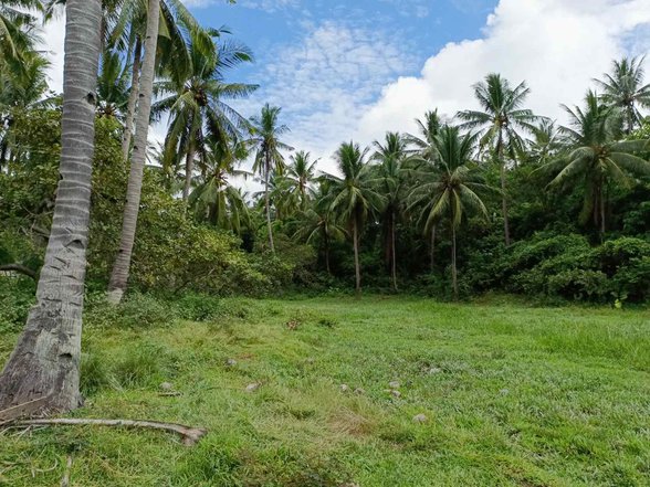 Balanoy Plant [740 Properties] (May 2024) on OnePropertee.com