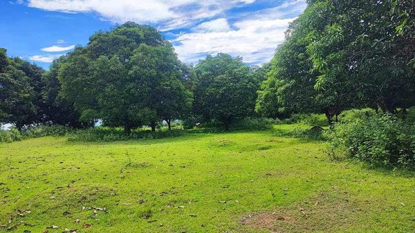 Argao Tree In The Philippines [13,681 Properties] (October 2023) on ...