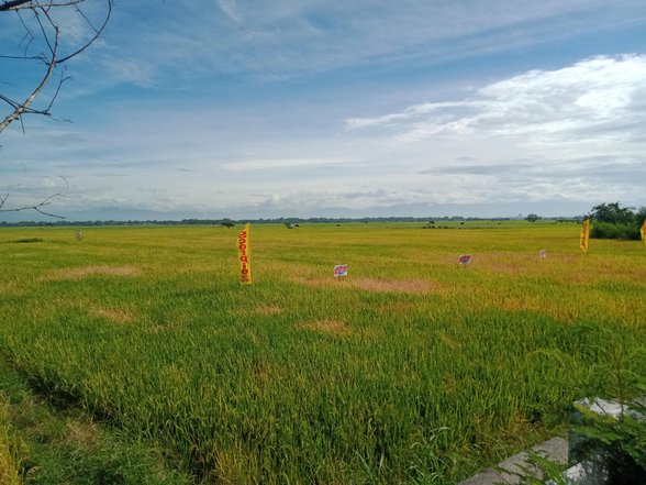 Villasis Rice Price [16,367 Properties] (September 2023) on ...