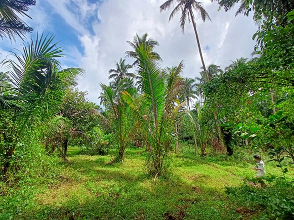 Foreclosed Farm Land For Sale In The Philippines 🚜 [30,977 Properties ...