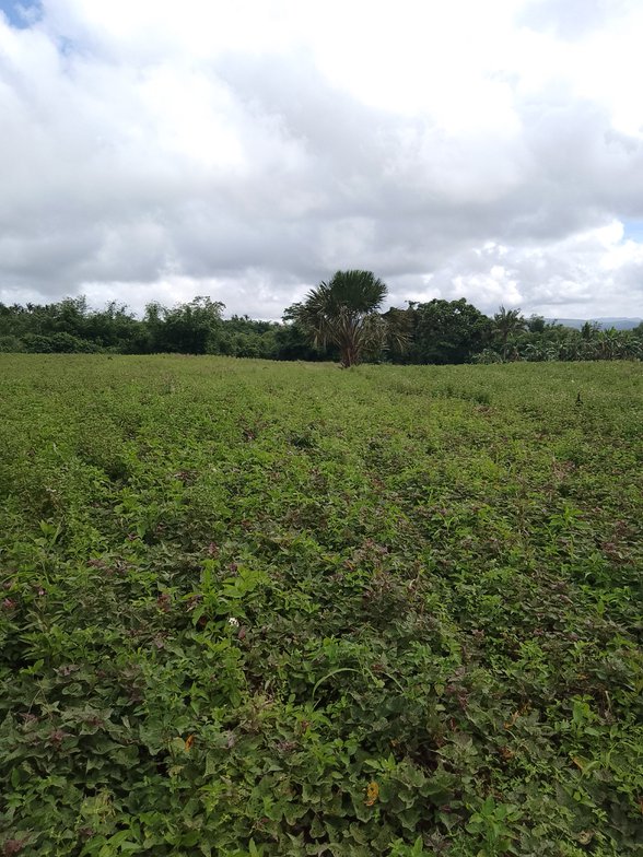 The Mandara Subdivision [19,014 Properties] (March 2025) on ...