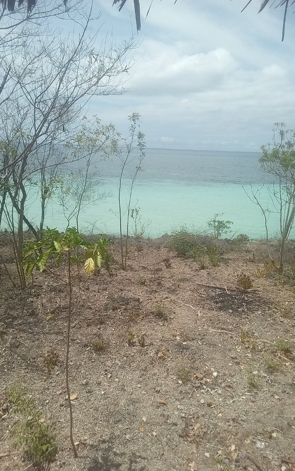 Kiskisan Fish [447 Properties] (February 2025) on OnePropertee.com