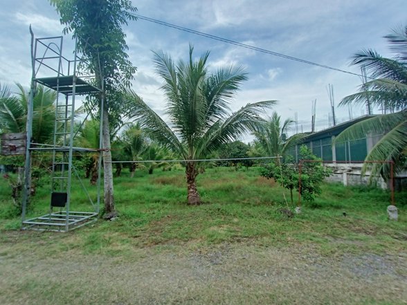 Dwarf Napier [41 Properties] (December 2025) on OnePropertee.com