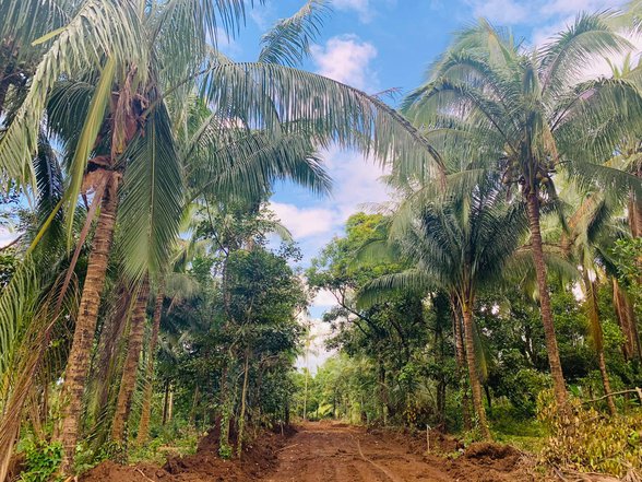 Alupag Tree [40,385 Properties] (June 2024) on OnePropertee.com