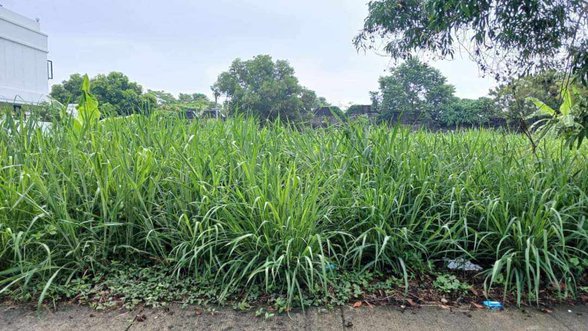 Eye Lead Time [4,114 Properties] (November 2024) on OnePropertee.com