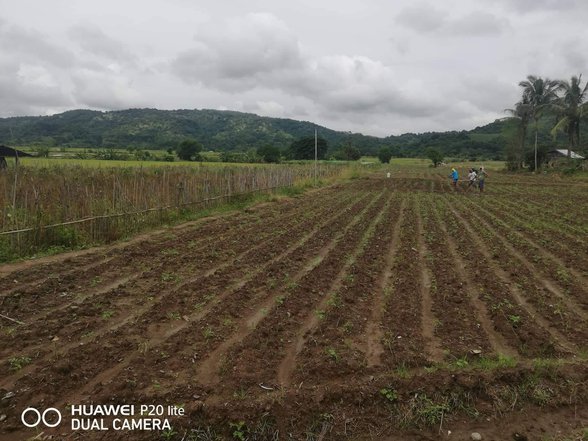 Agricultural Farm Lot For Sale San Jose Nueva Ecija 🚜 [35 Properties ...