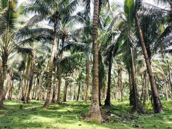 Agoho Tree Philippines [12,924 Properties] (August 2023) on ...