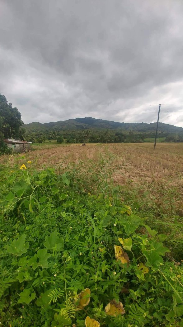 Lot For Sale Carranglan Nueva Ecija 🚜 [114 Properties] (March 2024) on ...