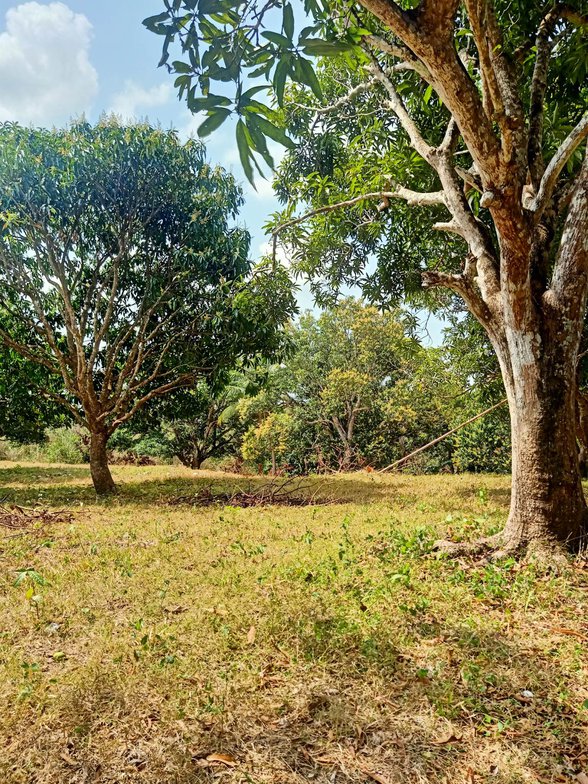 Camichin Arbol [10 Properties] (December 2023) on OnePropertee.com