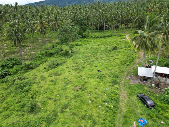 Raw Land For Sale Dauin Negros Oriental [4 Properties] (August 2024) on OnePropertee.com