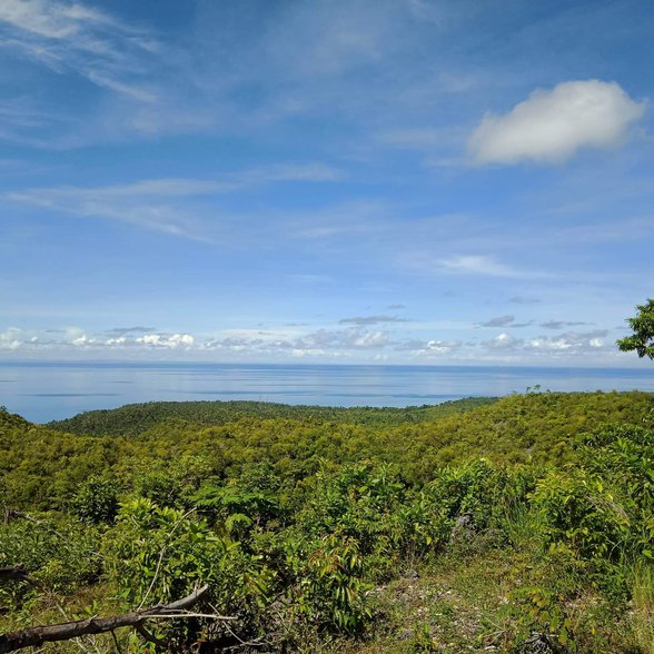Residential Farm Lot For Sale Corella Bohol [33,750 Properties] (July ...