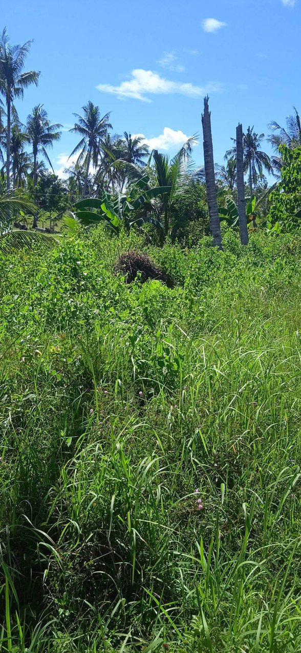 Residential Farm For Sale Corella Bohol [103 Properties] (July 2023) on ...