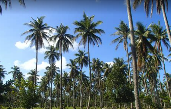 Monreal Masbate Properties [8 Properties] (December 2024) on ...