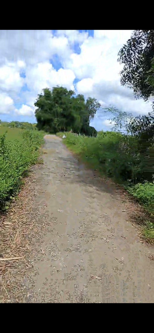 Bani Tree Philippines [23,620 Properties] (June 2025) on OnePropertee.com