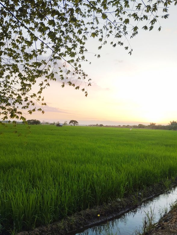 Farm Lot For Sale Pangasinan [291 Properties] (April 2025) on ...