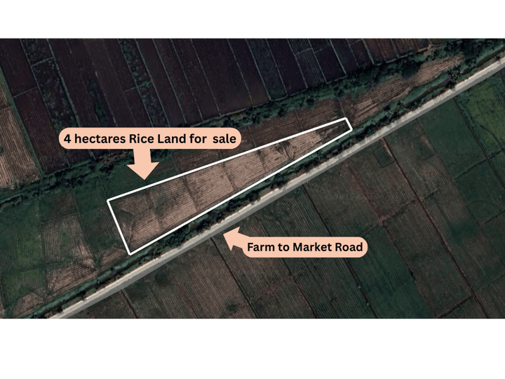 4 hectares Rice Land For Sale in San Manuel, Isabela [Lots 🚜] (December ...