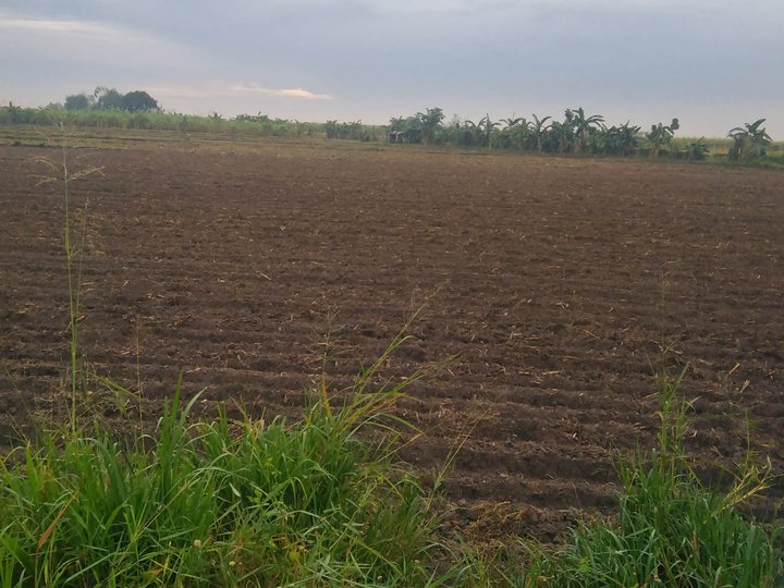 For Sale 3.9 hectares farm lot in lapaz tarlac [Lots 🚜] (October 2025 ...