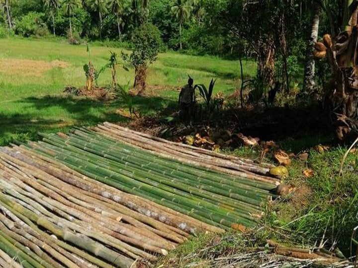 10.5 hectares Farm Lot For Sale in Gandara, Samar [Lots 🚜] (December ...