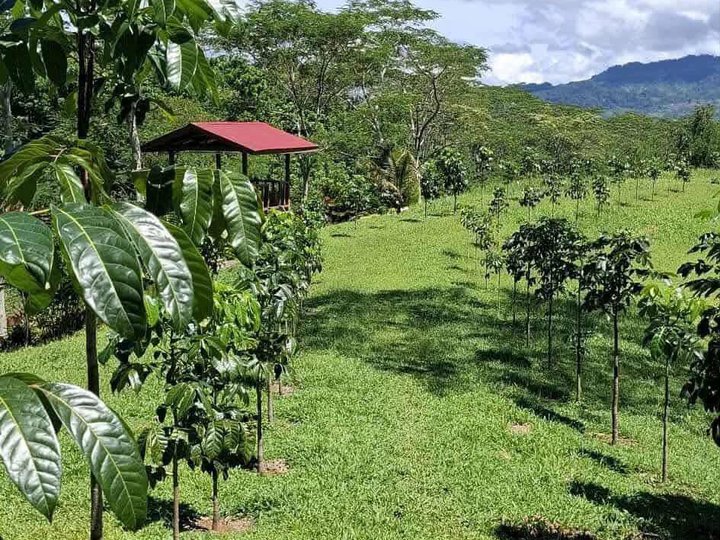 This 2.3-hectare farm in Talakag is developed and ready for you to ...