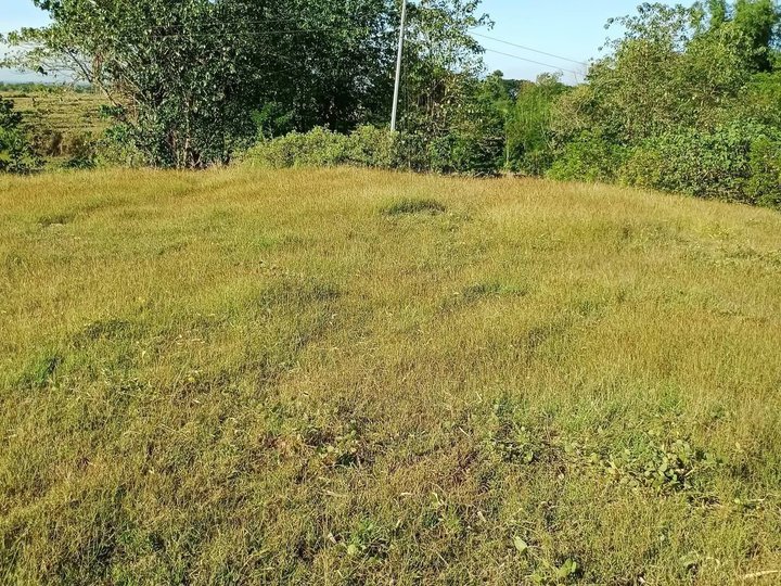 2.7 hectares Farm Lot For Sale in Cuyapo Nueva Ecija [Lots 🚜] (January ...