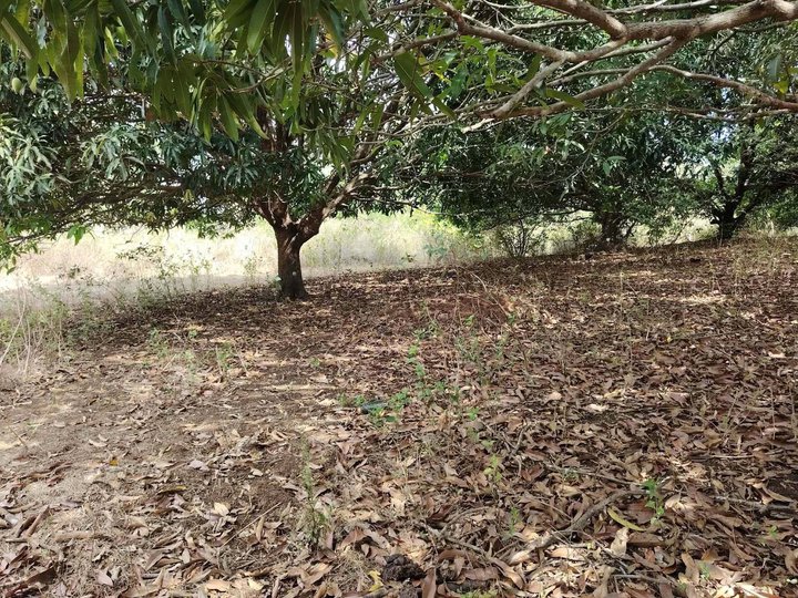 Mango Farm Lot for Sale in Cuyapo, Nueva Ecija [Lots 🚜] (June 2026) in ...