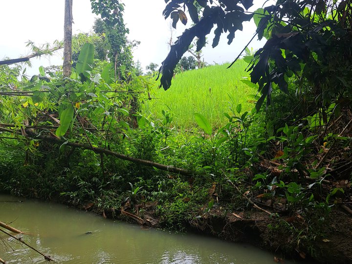 6.3 hectares Farm Lot For Sale in Quezon Palawan [Lots 🚜] (November ...