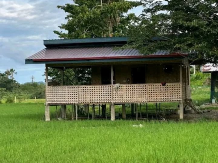 2 hectare farm lot for sale in Quezon palawan [Lots 🚜] (February 2026 ...