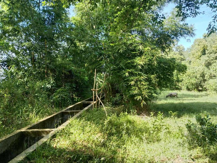 2 hectares Farm Lot For Sale in Aborlan Palawan [Lots 🚜] (May 2026) in ...