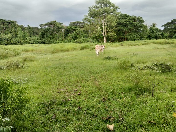 Titled farm lot l Beautiful location l Investment [Lots 🚜] (April 2026 ...