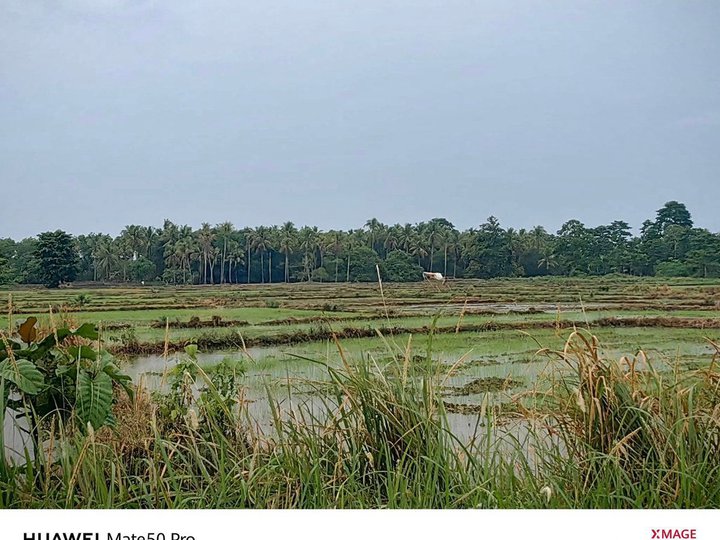 3.72 hectares Farm Lot For Sale in Narra Palawan [Lots 🚜] (December ...