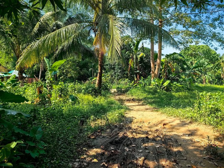 1,450 sqm Residential Farm For Sale in El Nido Bacuit Palawan [Lots 🚜 ...