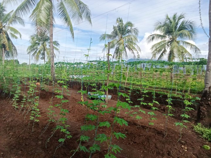 4 hectares Farm Lot For Sale [Lots 🚜] (June 2026) in Narra, Palawan for ...