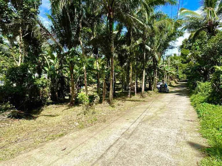 3,834 sqm Farm Lot For Sale in Cavinti Laguna with fruit bearing trees ...