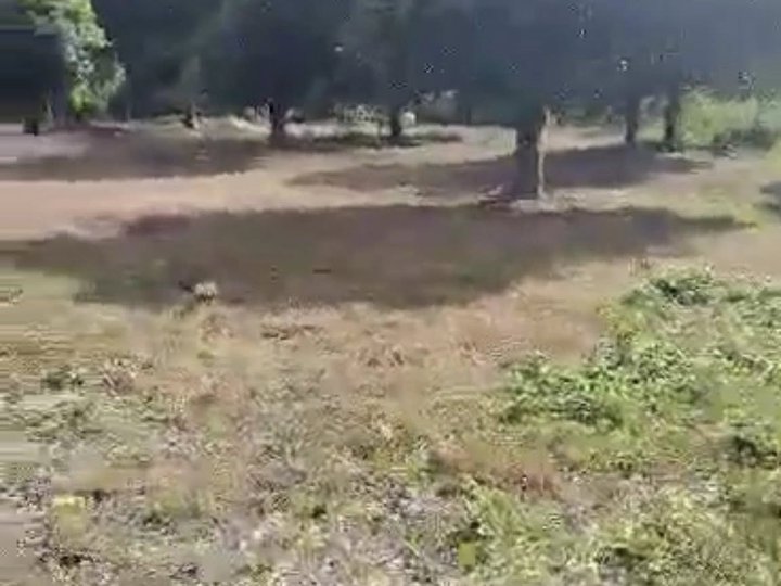 1.7 Hectares Farm Lot For Sale in Rosario Batangas [Lots 🚜] (July 2025 ...