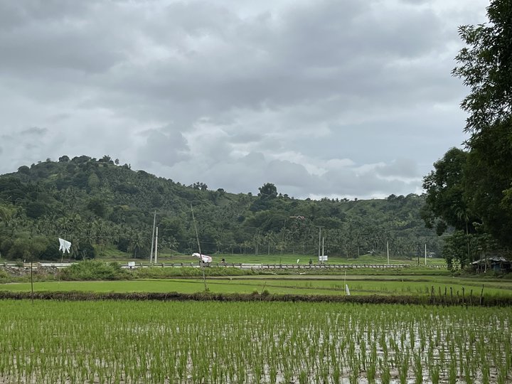 Rice field Lot for sale [Lots 🚜] (November 2025) in Sindangan ...
