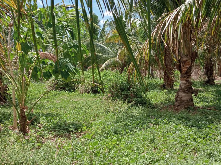 This will be perfect for anyone who wants a simple provincial Living ...