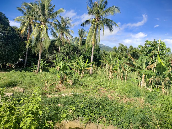 10 hectares Farm Lot For Sale [Lots 🚜] (March 2026) in Bataraza ...