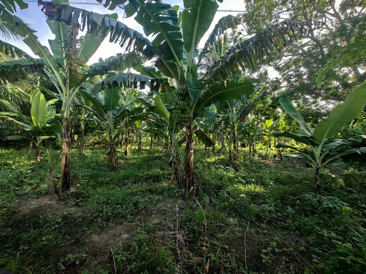 10 hectares Farm Lot For Sale in Bataraza Palawan [Lots 🚜] (March 2026 ...