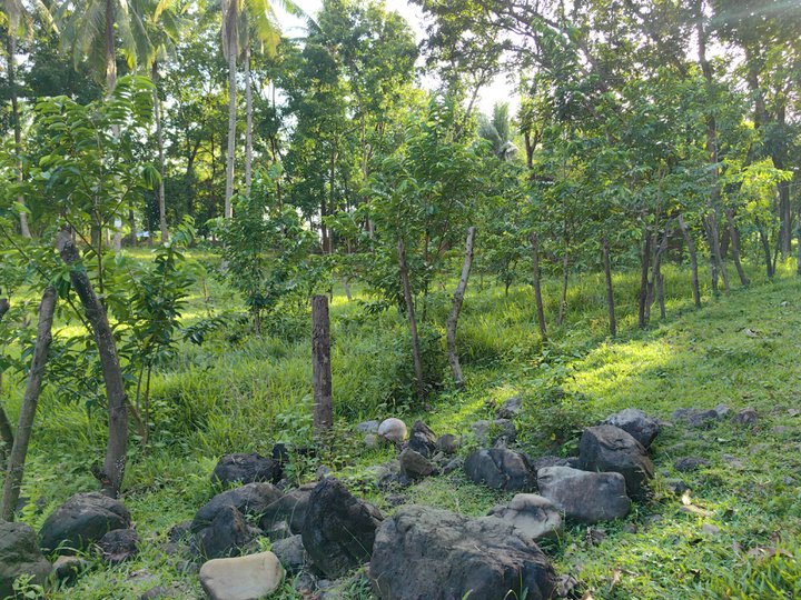 14 hectares Farm Lot For Sale in Bataraza Palawan [Lots 🚜] (May 2026 ...