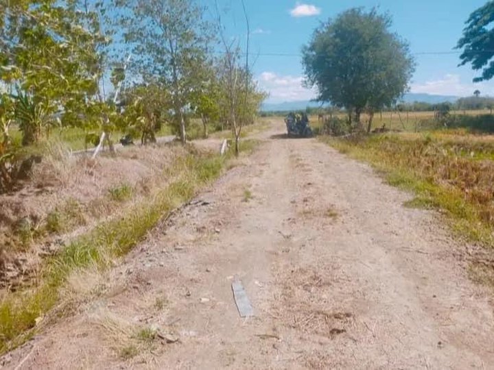 Mango farm and riceland [Lots 🚜] (May 2024) in Talugtug, Nueva Ecija ...