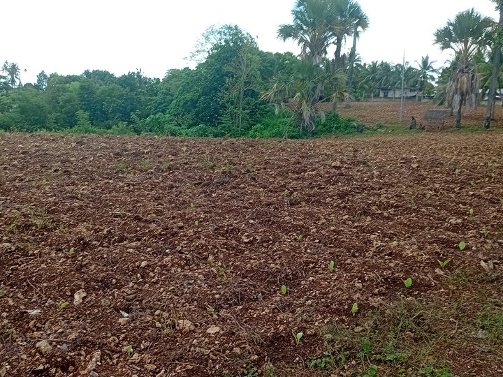1 hectare Farm Lot For Sale in Alubijid Misamis Oriental [Lots 🚜] (June ...