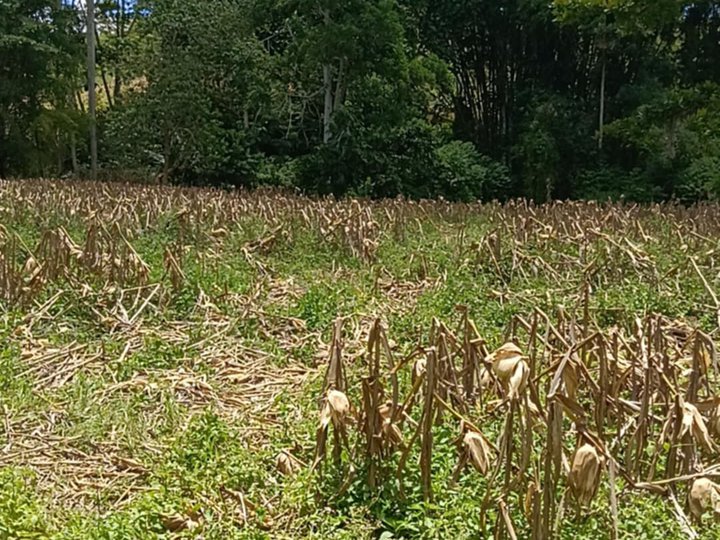 25 hectares Farm Lot For sale in Indalasa Malaybalay Bukidnon [Lots 🚜 ...